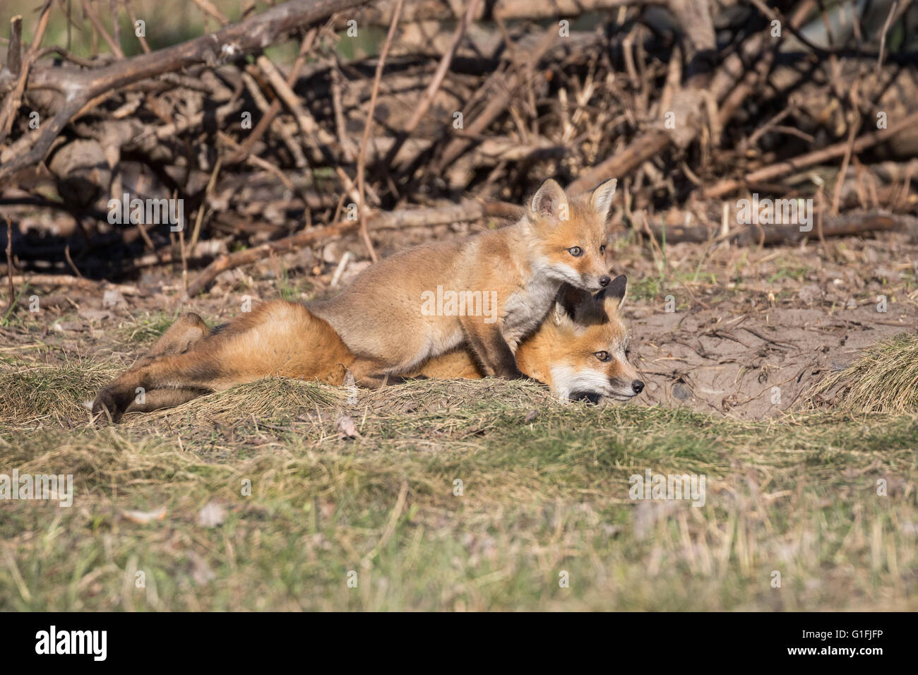 Red Fox Kits Watch Intently Stock Photo - Alamy