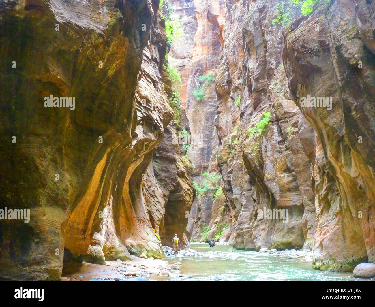 Hikers hike through the Virgin River on the top-down hike through the ...