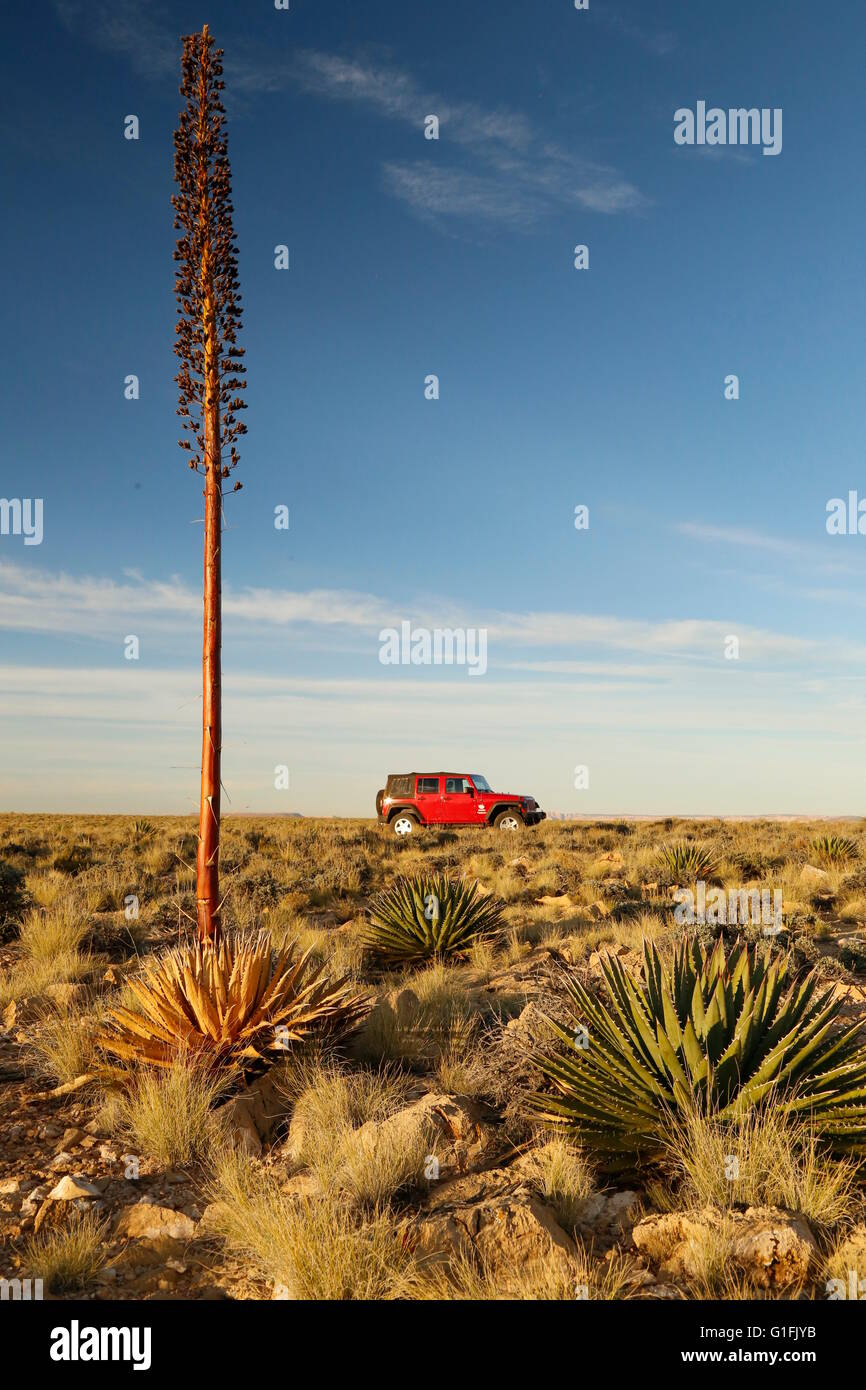 Jeep Cherokee and soaptree agave yucca on Navajo nation desert scrub ...