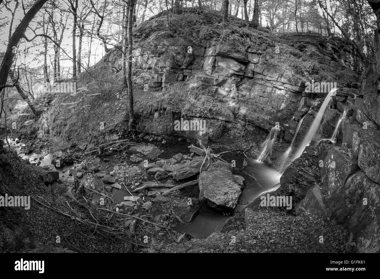Stream flower Black and White Stock Photos & Images - Alamy