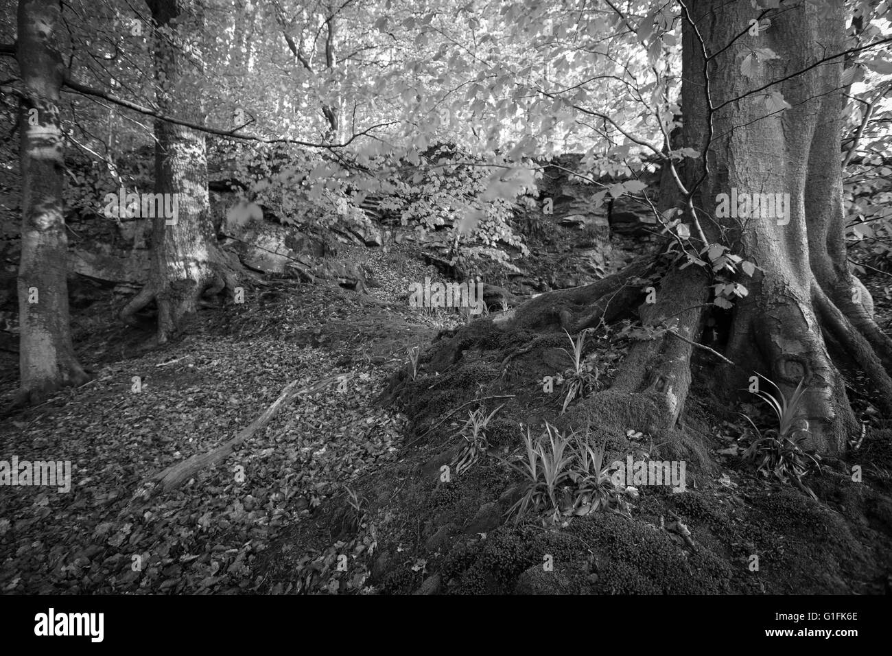 Green spring forest path Black and White Stock Photos & Images - Alamy