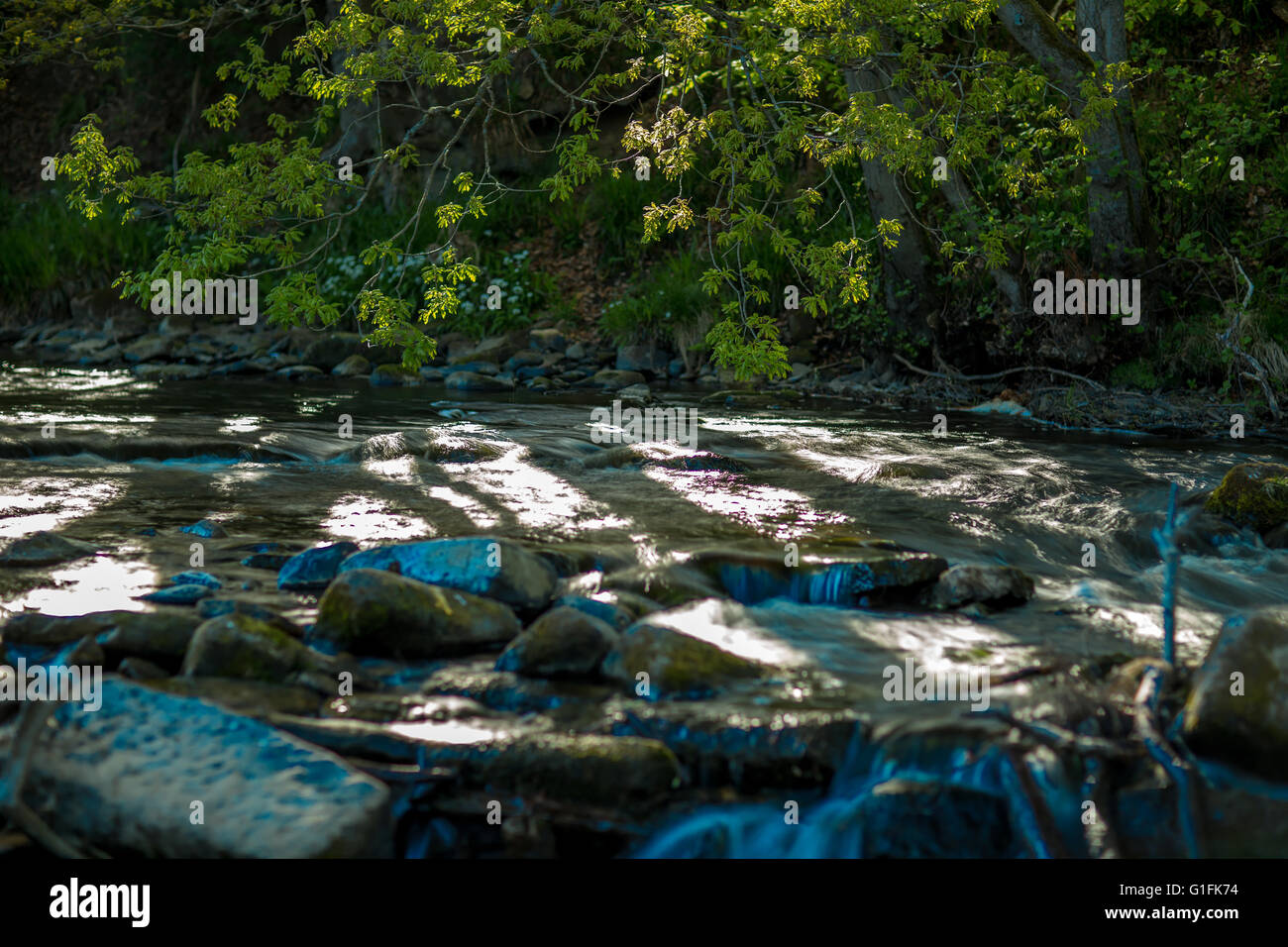 Small stream with waterfalls in the woods Stock Photo - Alamy