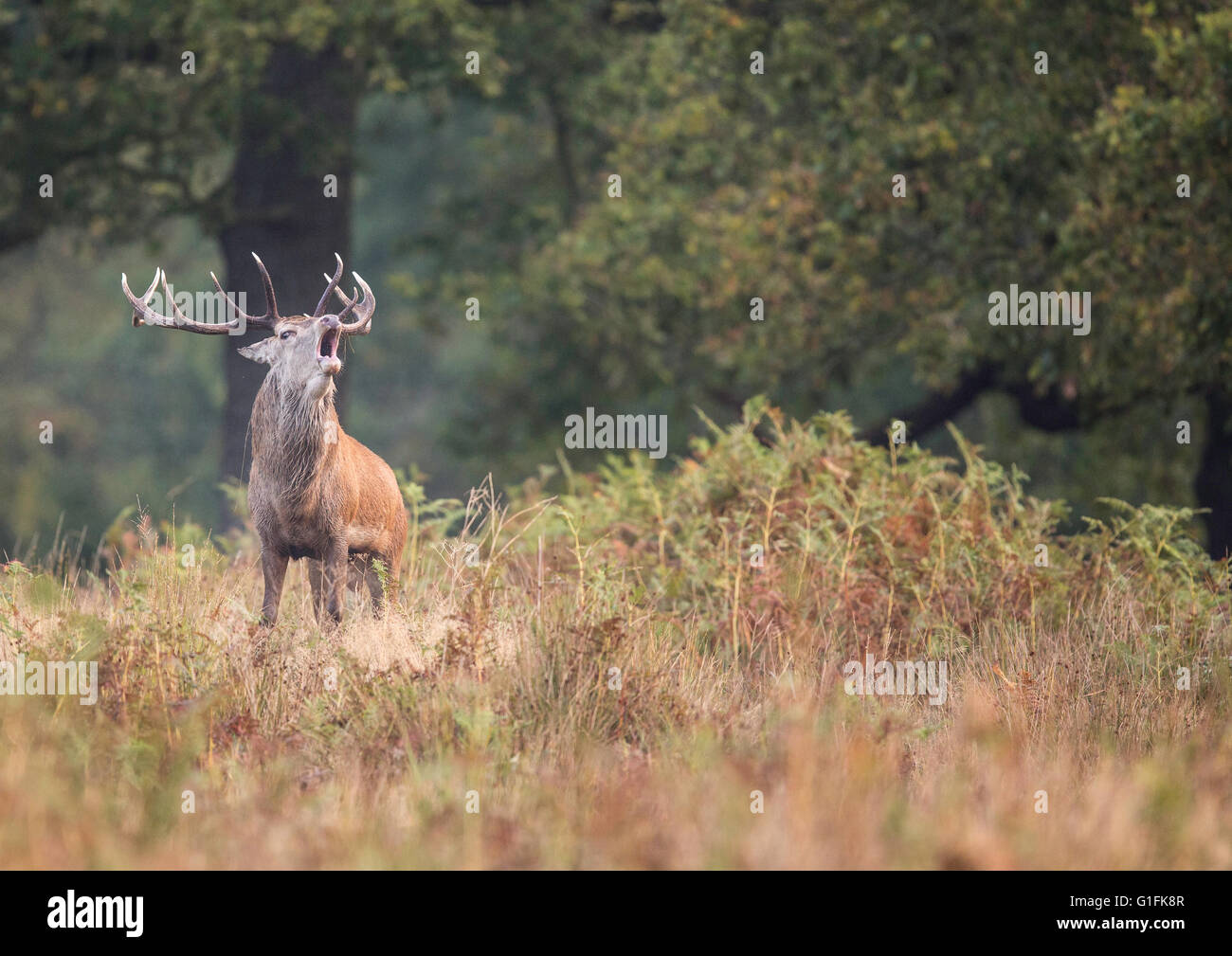 male red deer rutting Stock Photo - Alamy