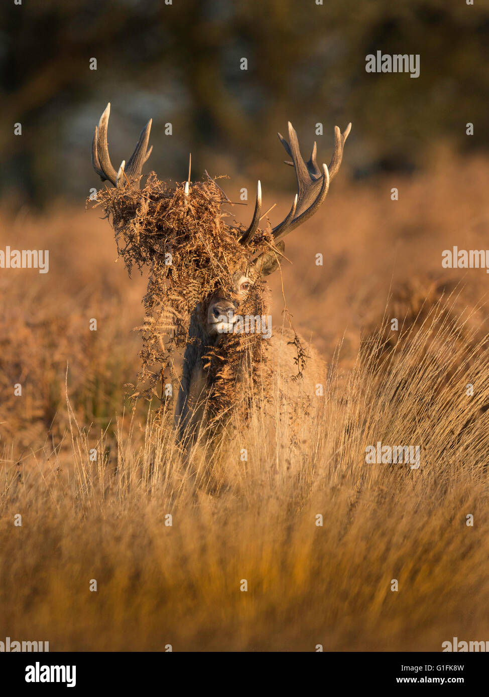 male red deer rutting Stock Photo - Alamy