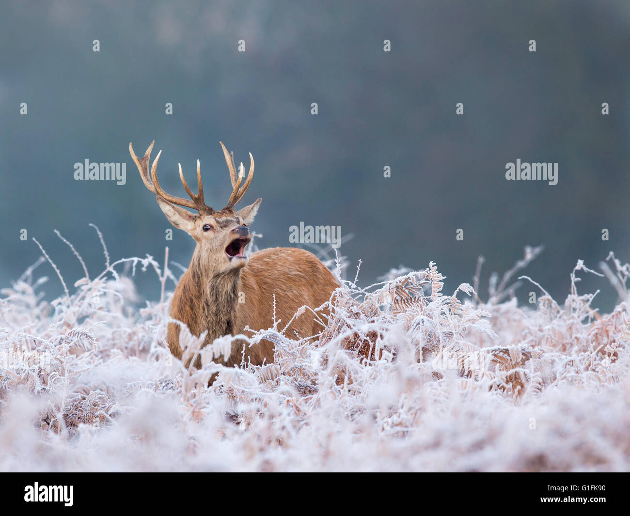 male red deer rutting Stock Photo - Alamy