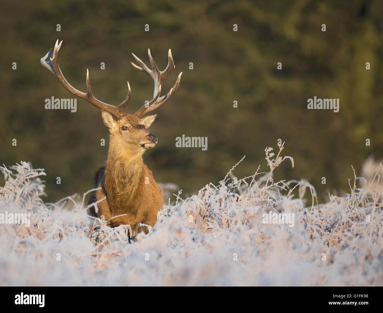 male red deer rutting Stock Photo - Alamy