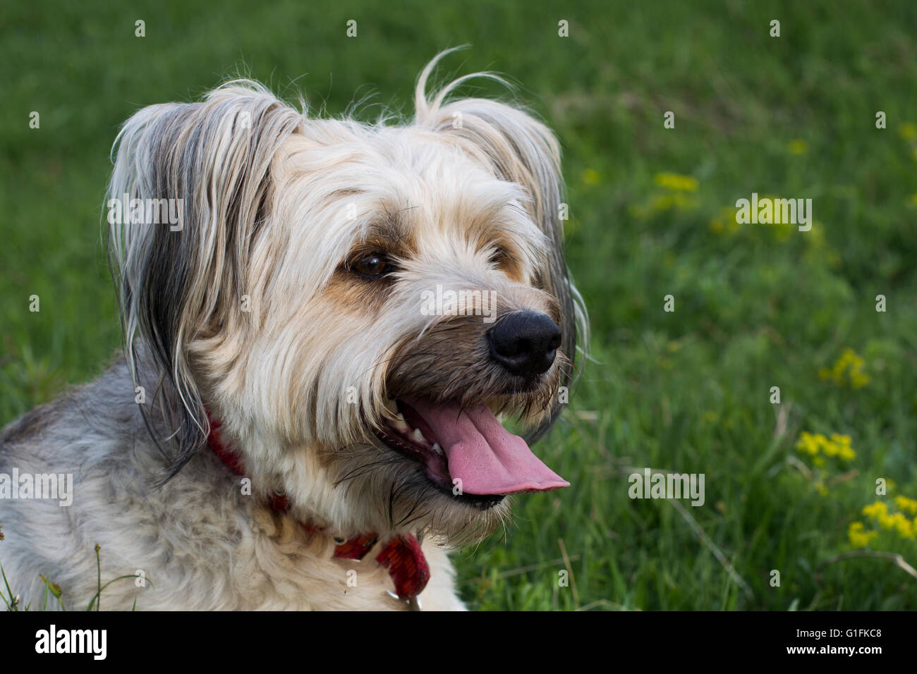 Tired dog in grass Stock Photo - Alamy