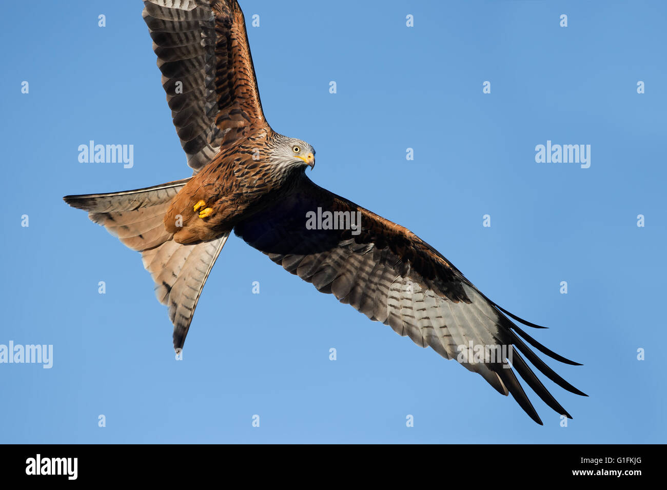 Milvus species hi-res stock photography and images - Alamy