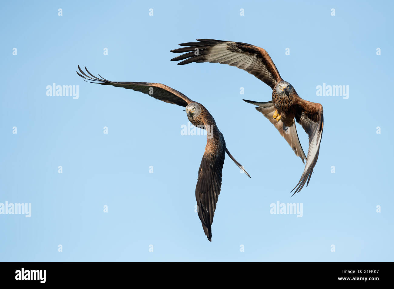 Milvus species hi-res stock photography and images - Alamy