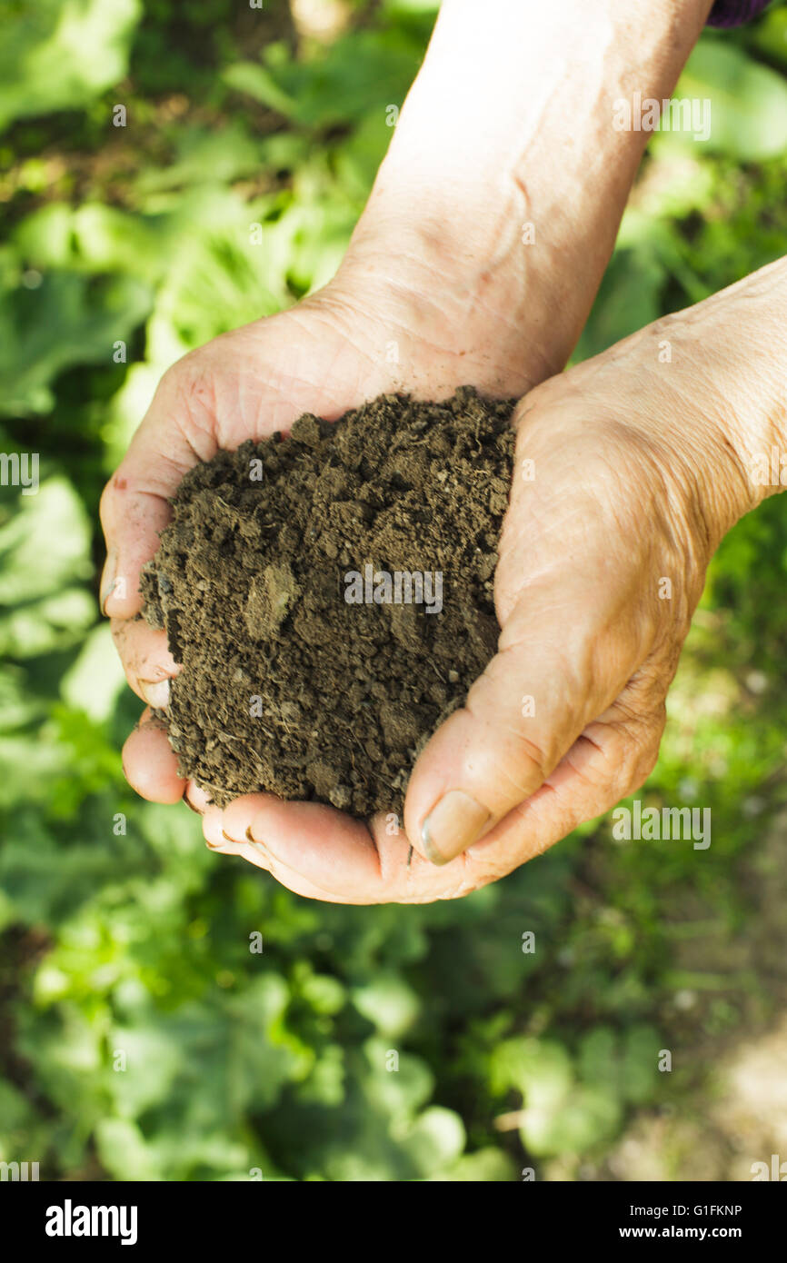 Hands with soil and plant Stock Photo - Alamy