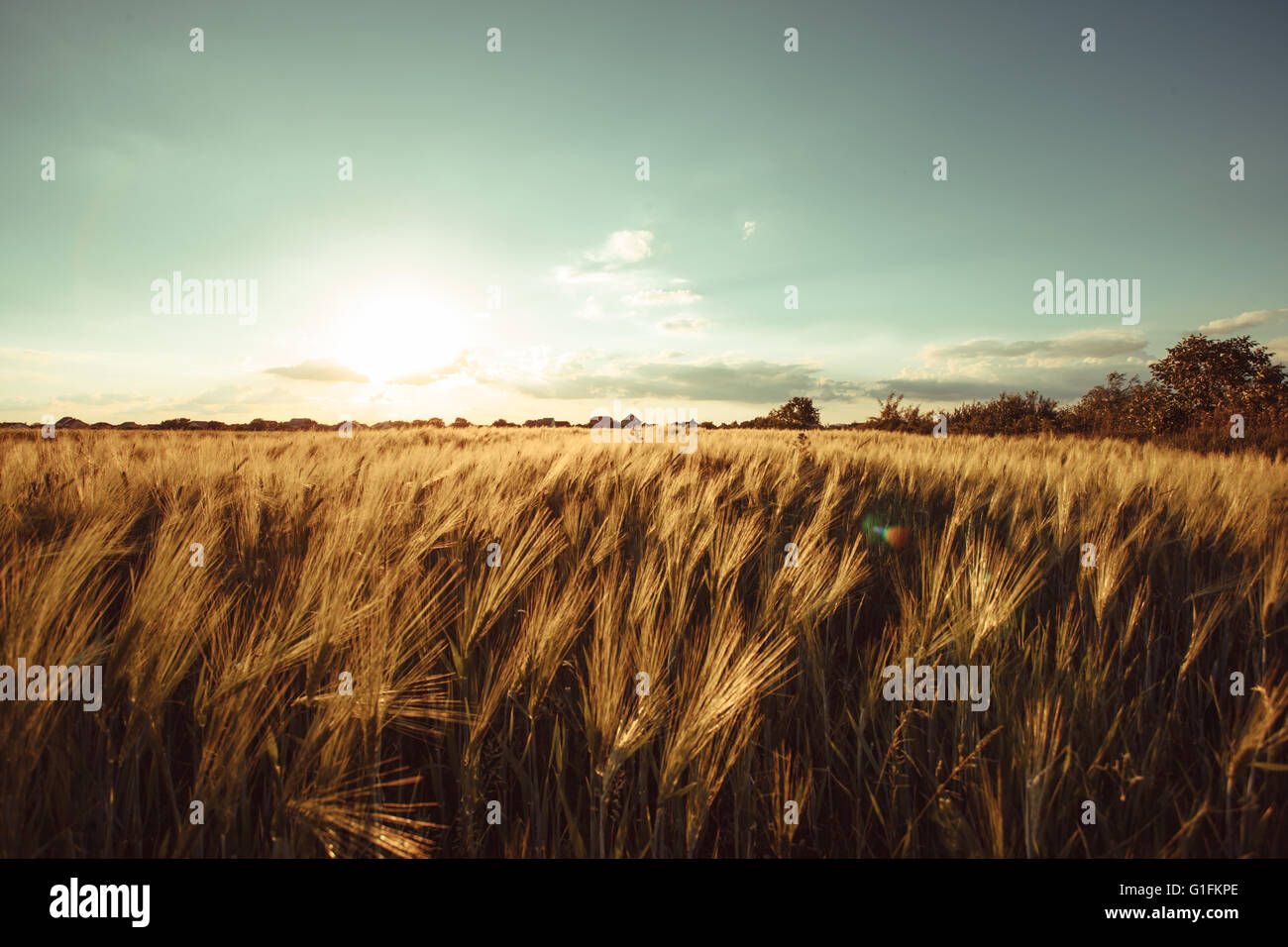 Wheat field on sunset Stock Photo - Alamy