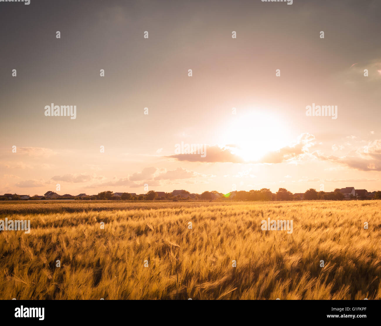 Wheat field on sunset Stock Photo - Alamy