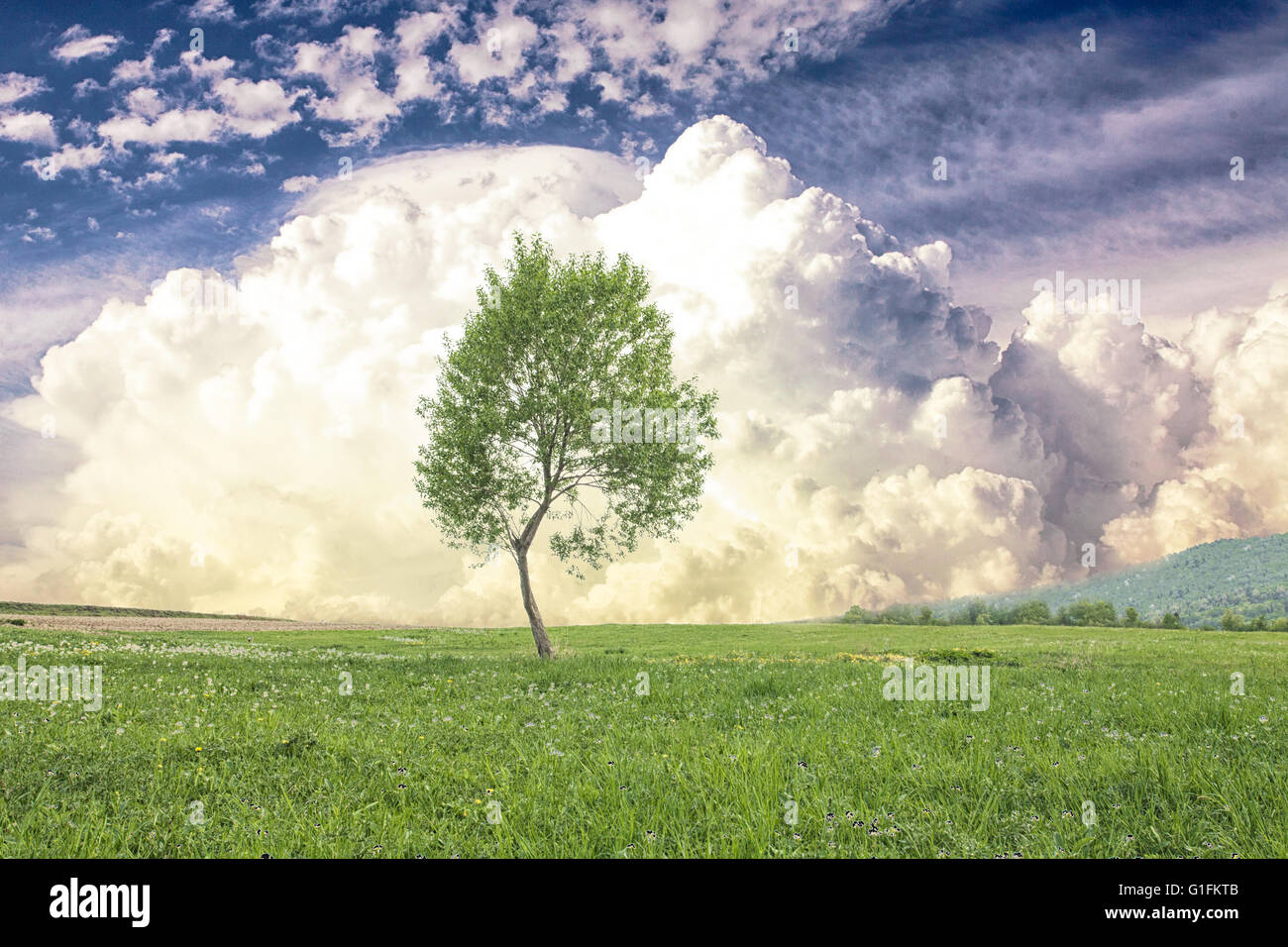 Lonely tree over sky Stock Photo - Alamy
