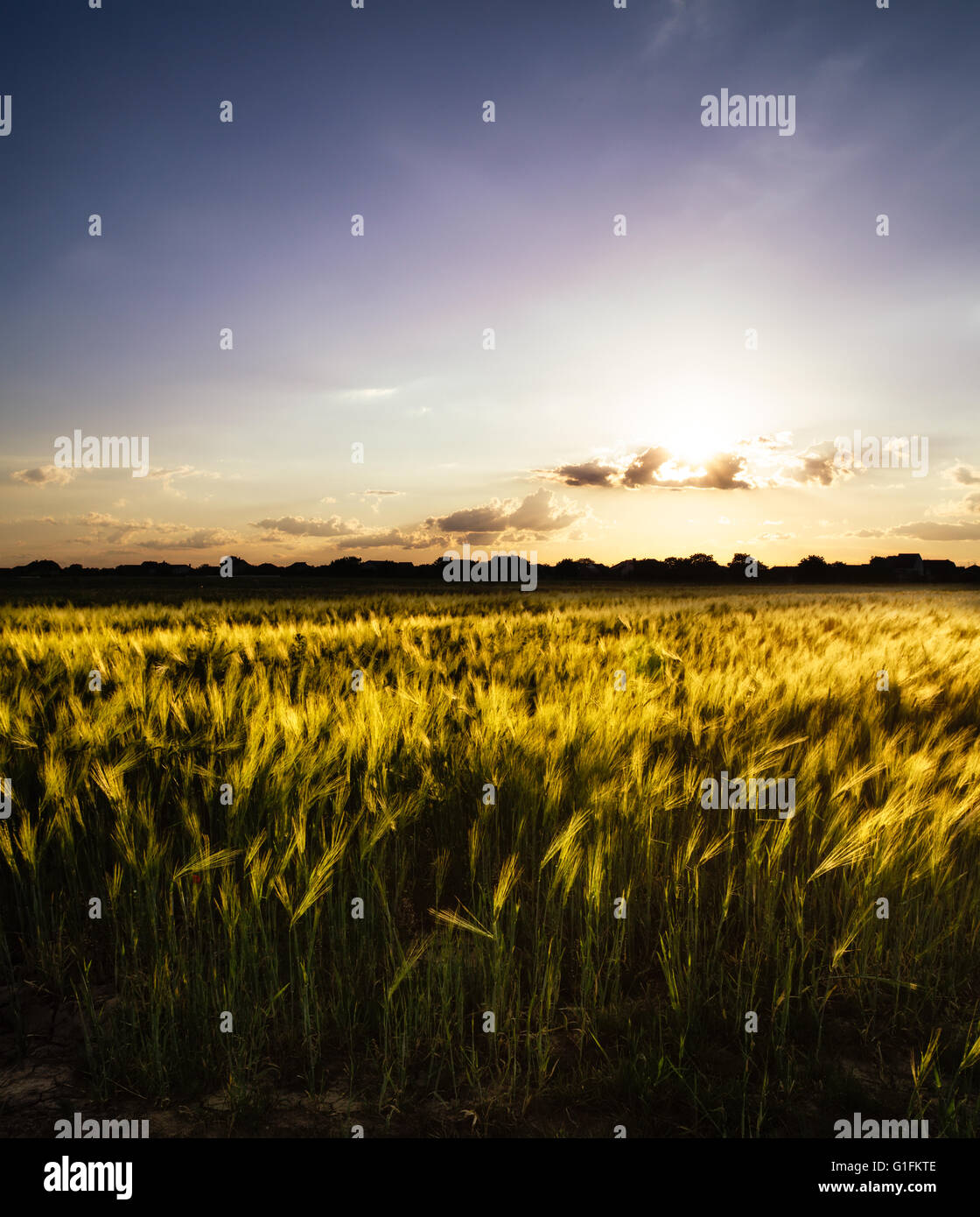 Wheat field on sunset Stock Photo - Alamy