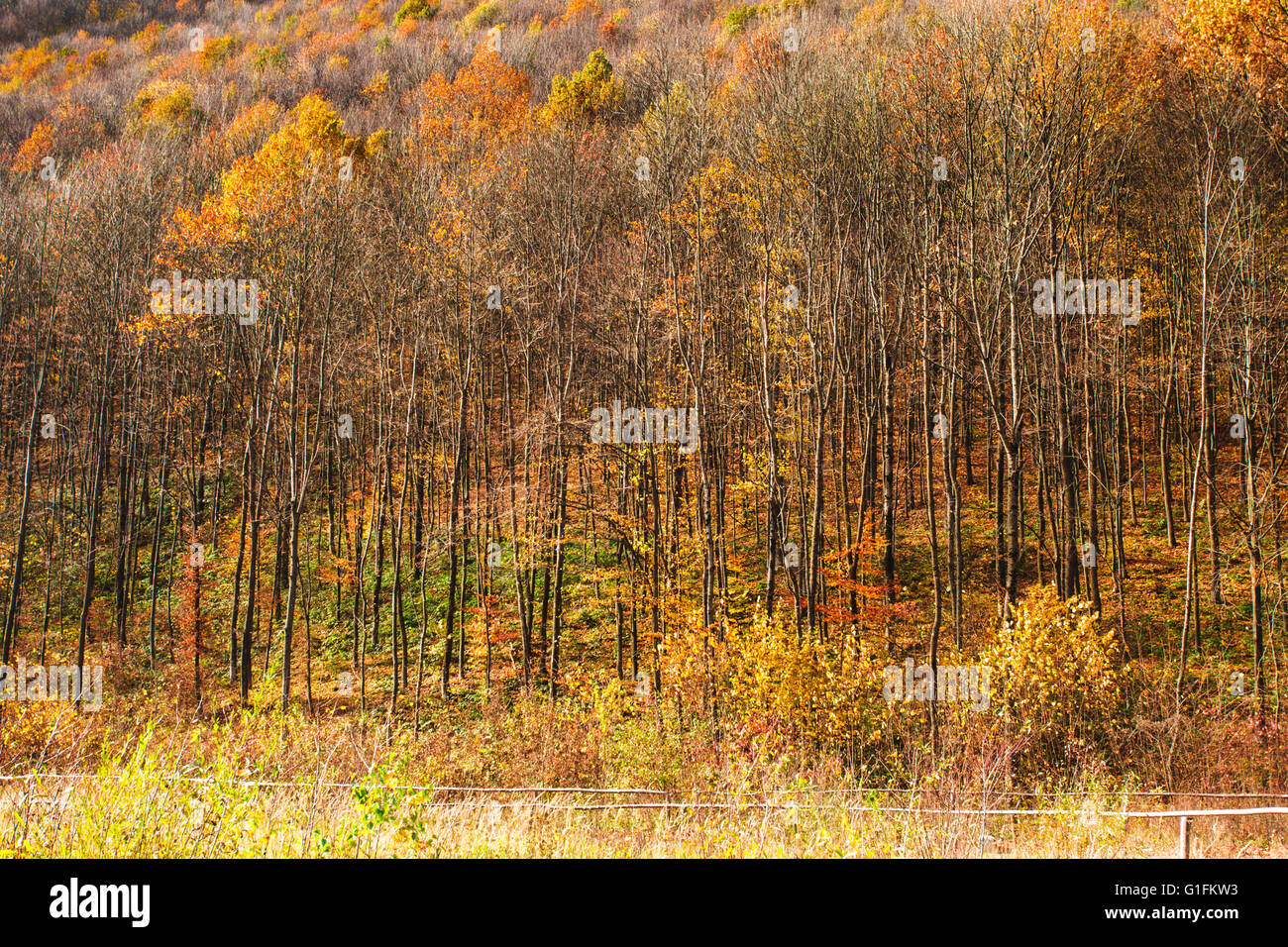 Forest in autumn colors Stock Photo - Alamy