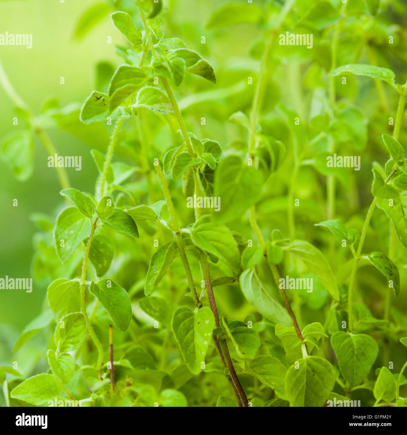 Oregano leaves macro Stock Photo - Alamy