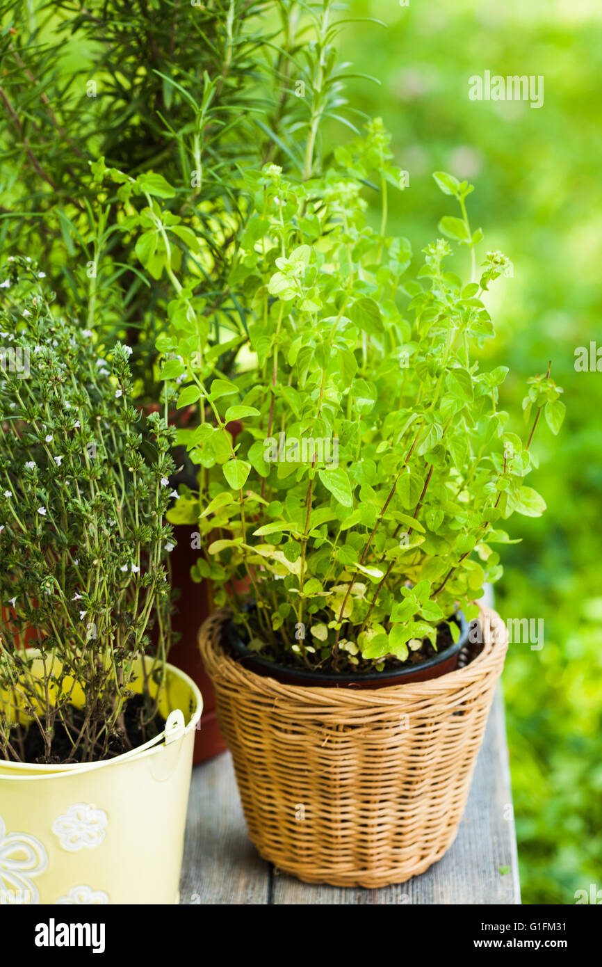 The Oregano bush Stock Photo - Alamy