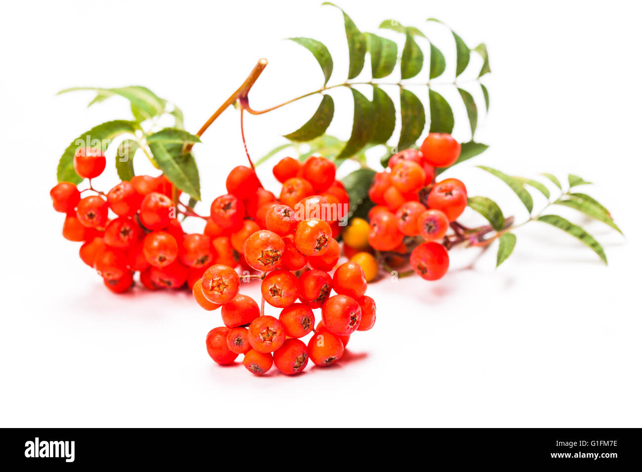 Rowan berries isolated Stock Photo - Alamy