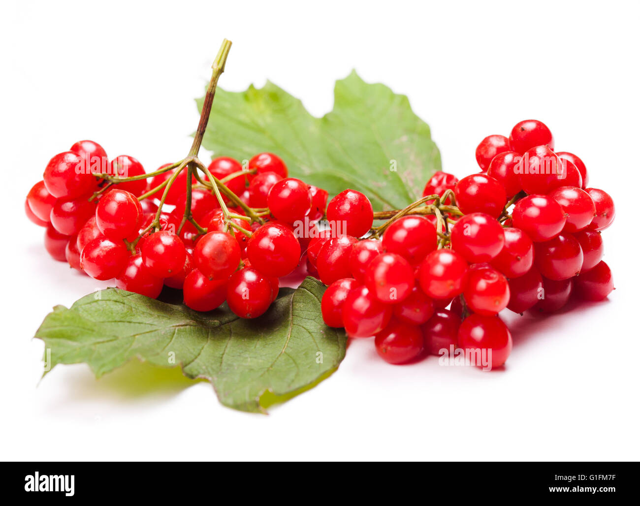 Guelder rose red autumn Cut Out Stock Images & Pictures - Alamy
