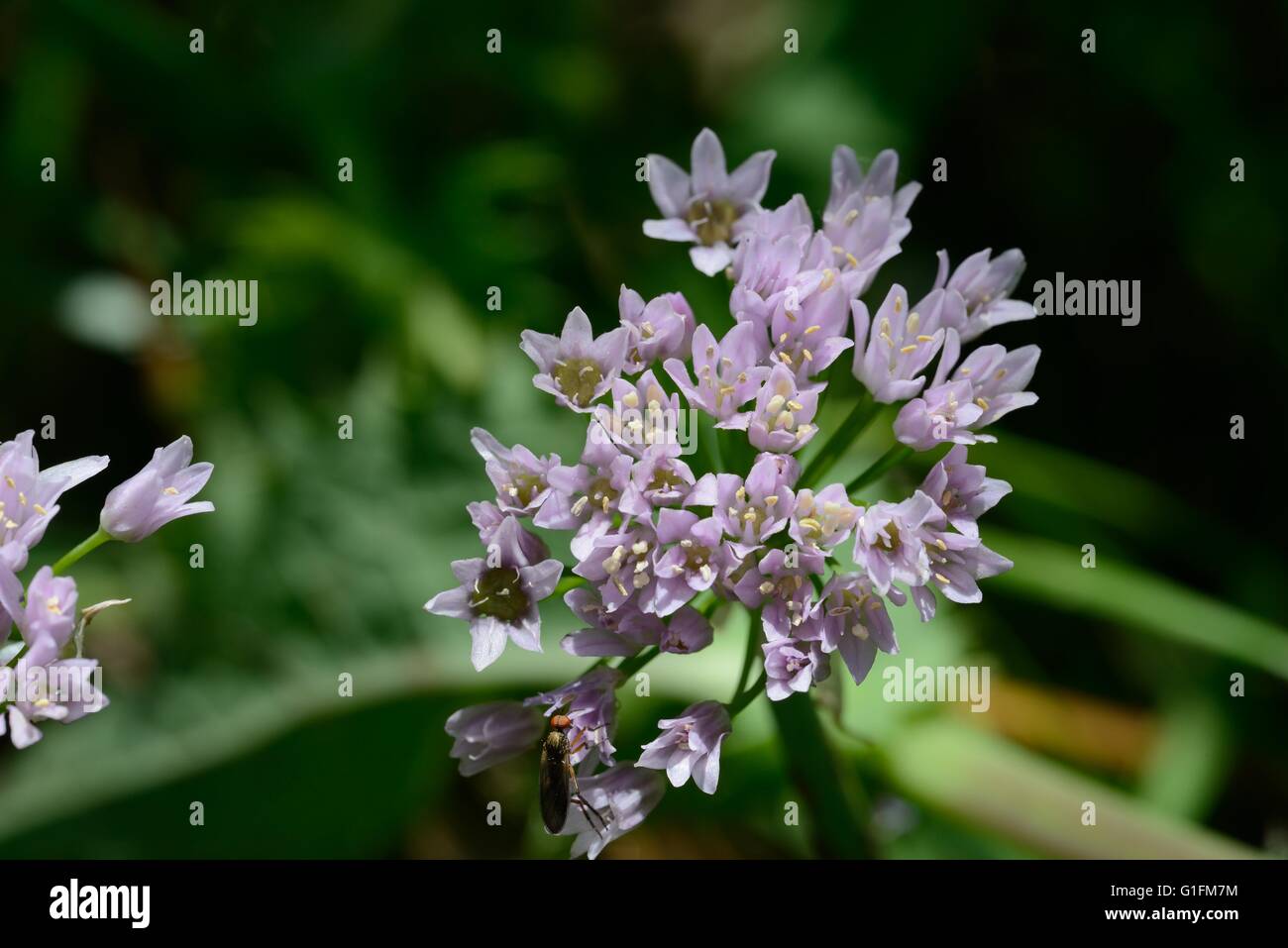 Allium spp hi-res stock photography and images - Alamy