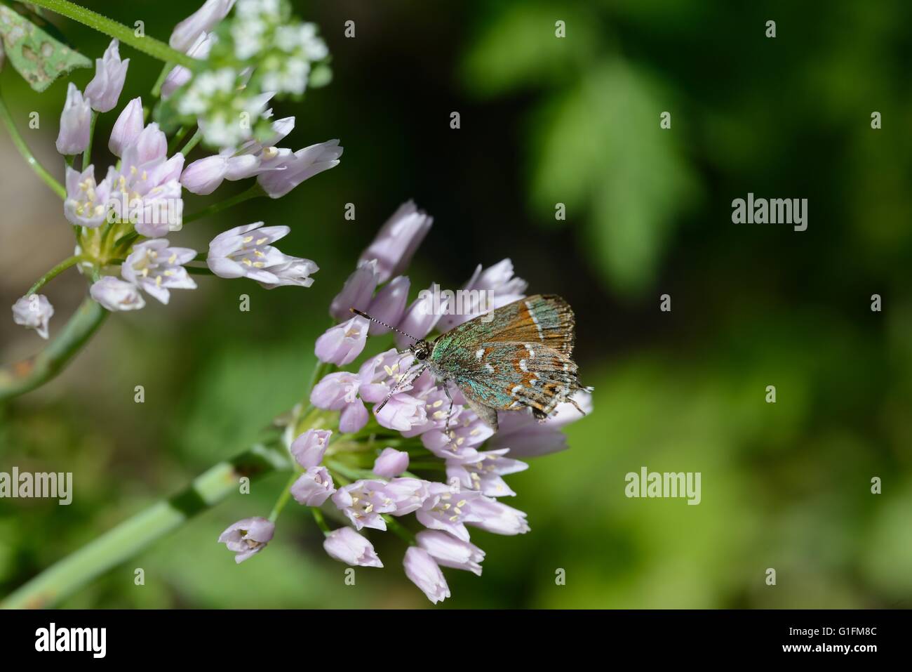 Juniper butterfly hi-res stock photography and images - Alamy