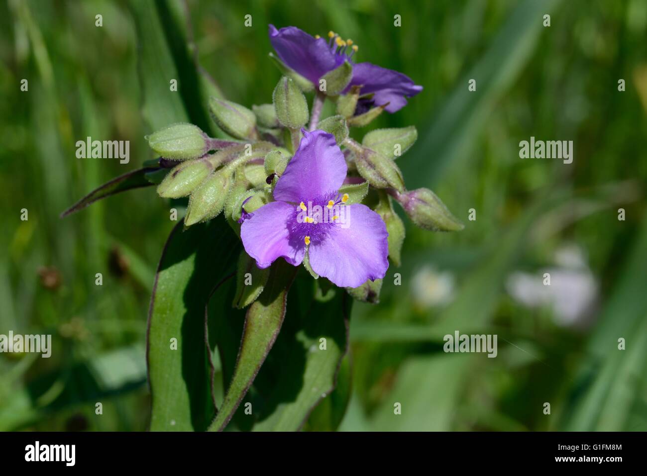 The spiderwort hi-res stock photography and images - Alamy