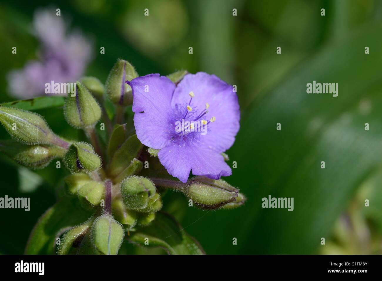 The spiderwort hi-res stock photography and images - Alamy