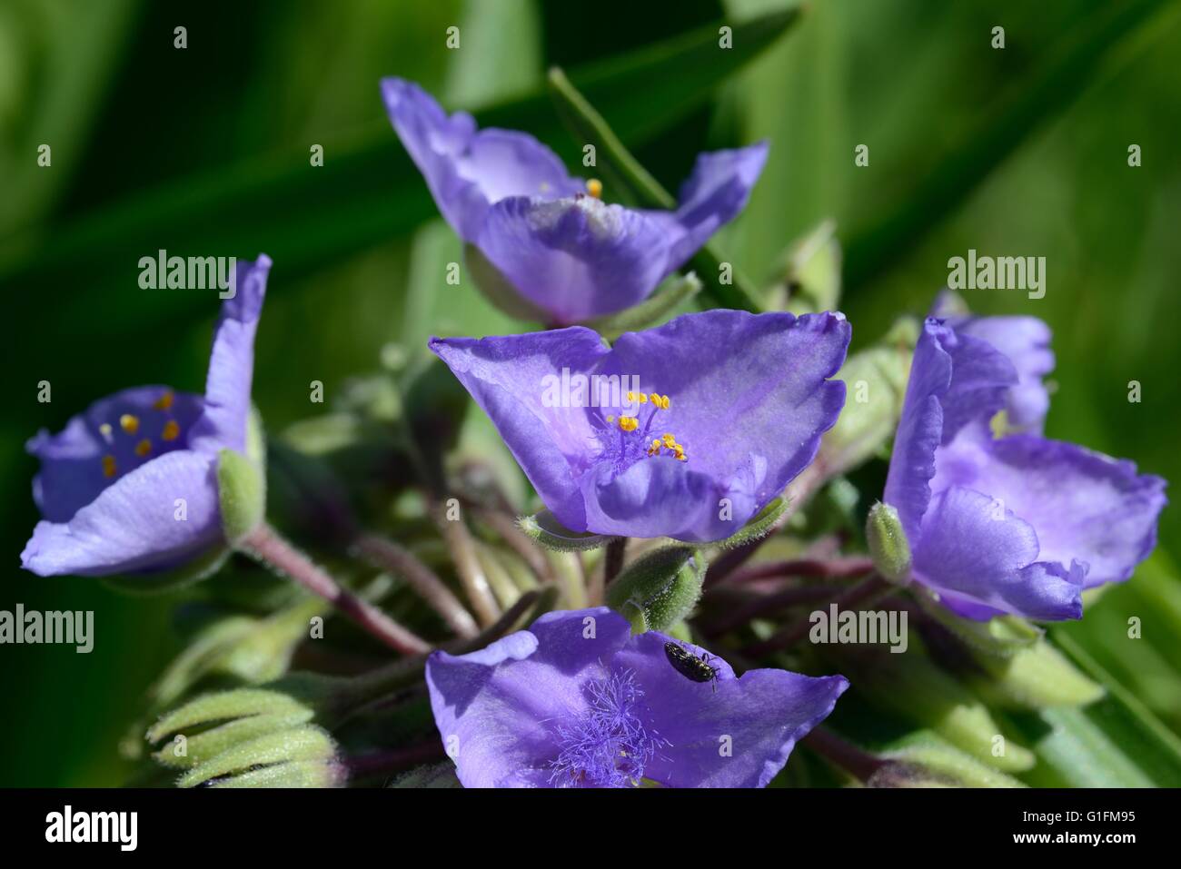 Tradescantia humilis hi-res stock photography and images - Alamy