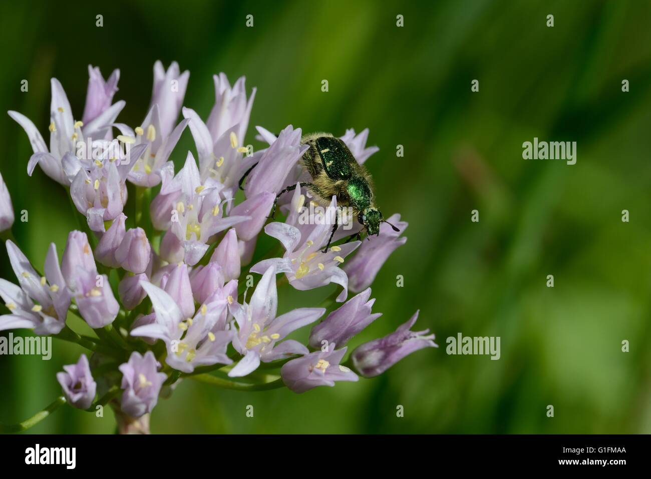 Emerald Flower Scarab Stock Photo - Alamy