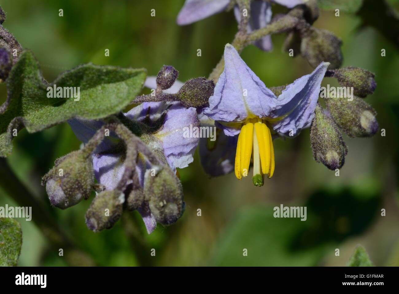 Western horse nettle hi-res stock photography and images - Alamy
