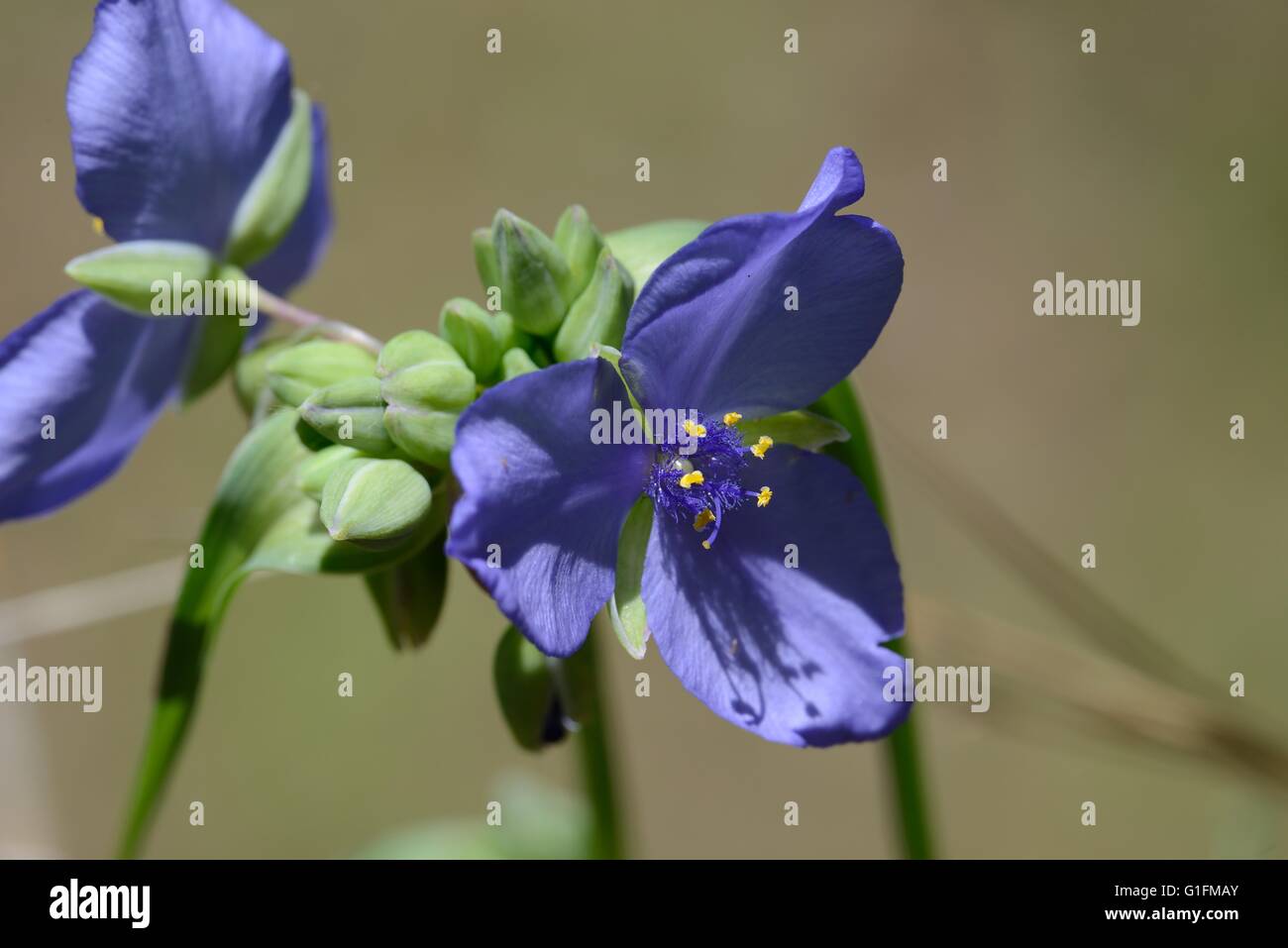 Tradescantia humilis hi-res stock photography and images - Alamy