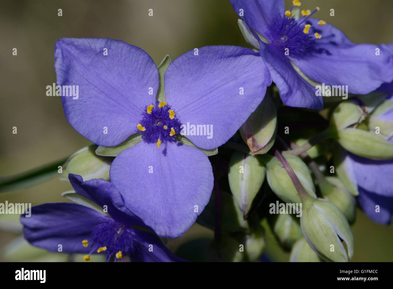 Tradescantia humilis hi-res stock photography and images - Alamy