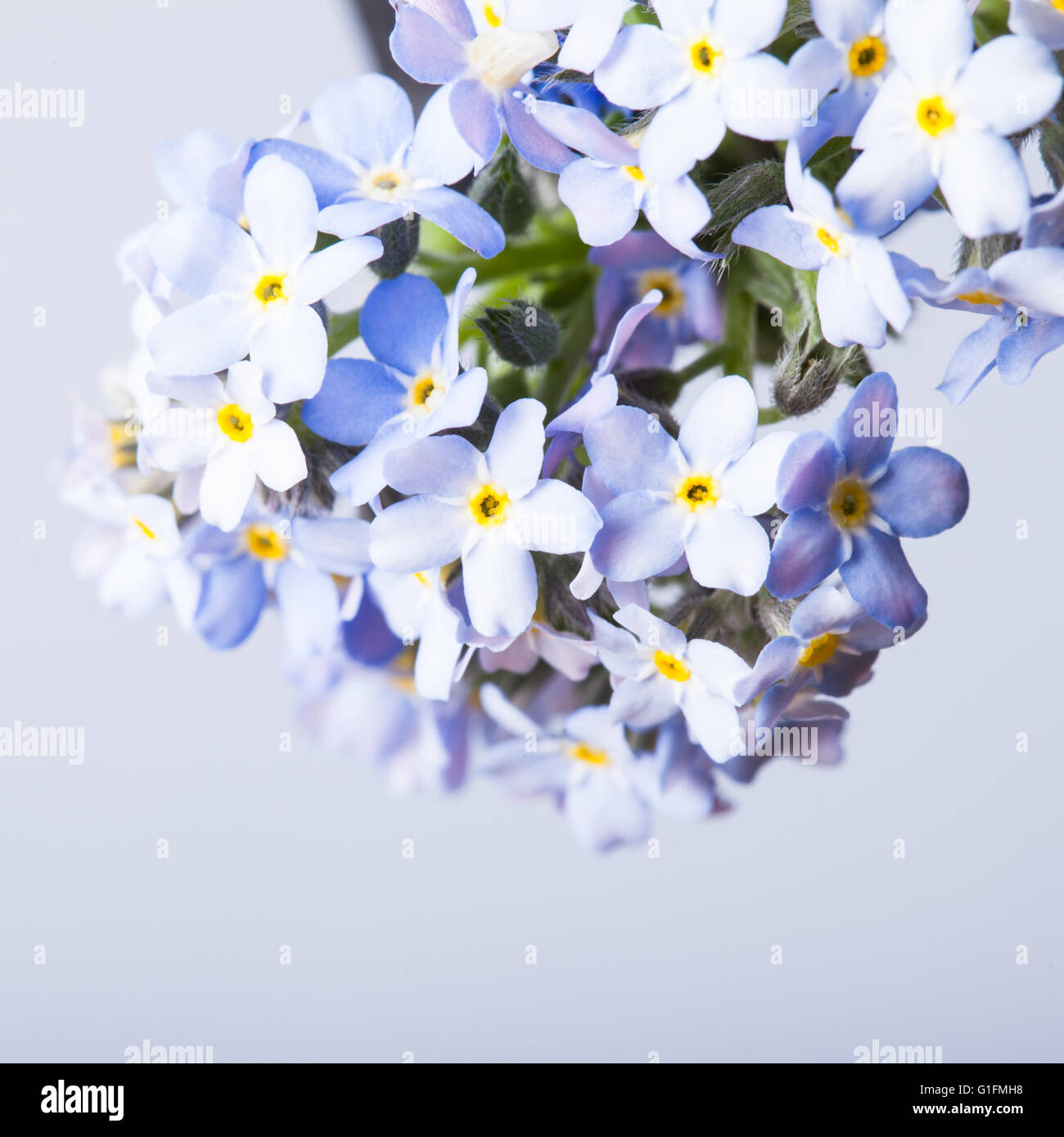 Forget-me-not flower background Stock Photo - Alamy