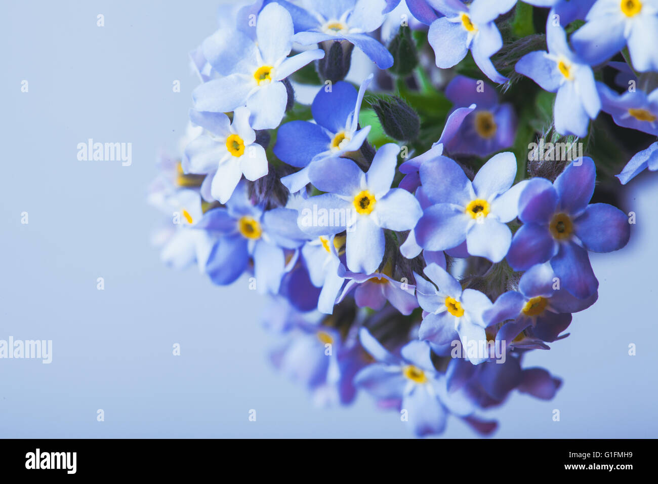 Forget-me-not flower background Stock Photo - Alamy