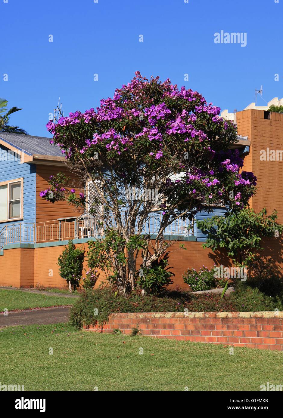 Colorful tree growing in Australia. Tibouchina, also named Glory Flower ...