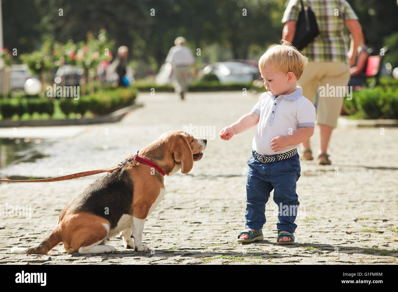 Boy is feeding the dog Stock Photo - Alamy