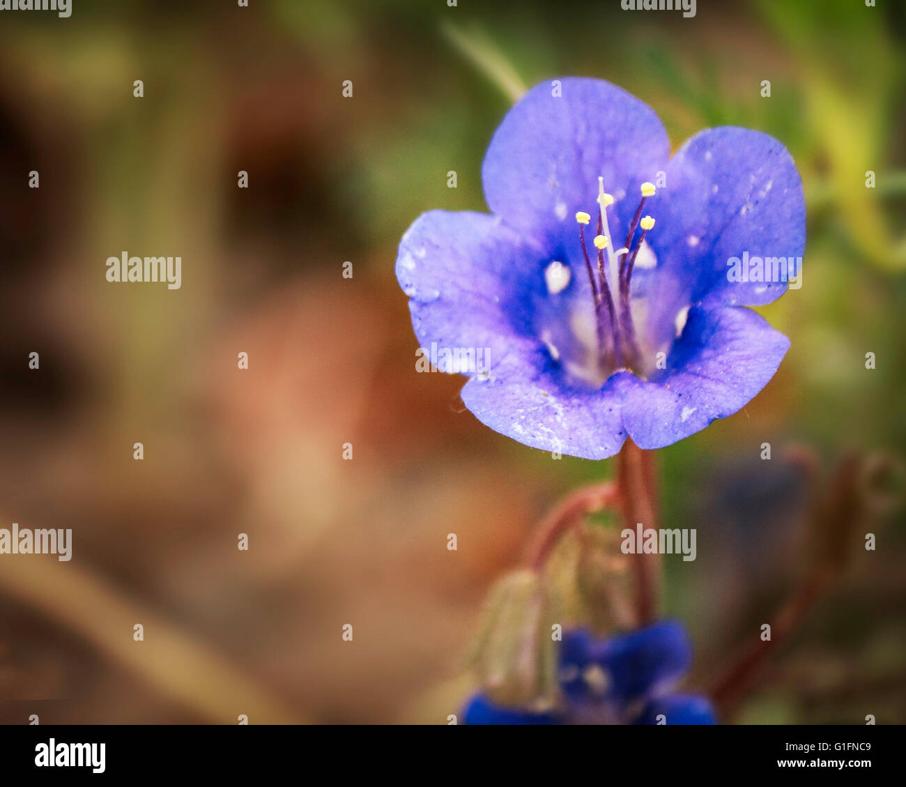 Desert flower seeds hi-res stock photography and images - Alamy