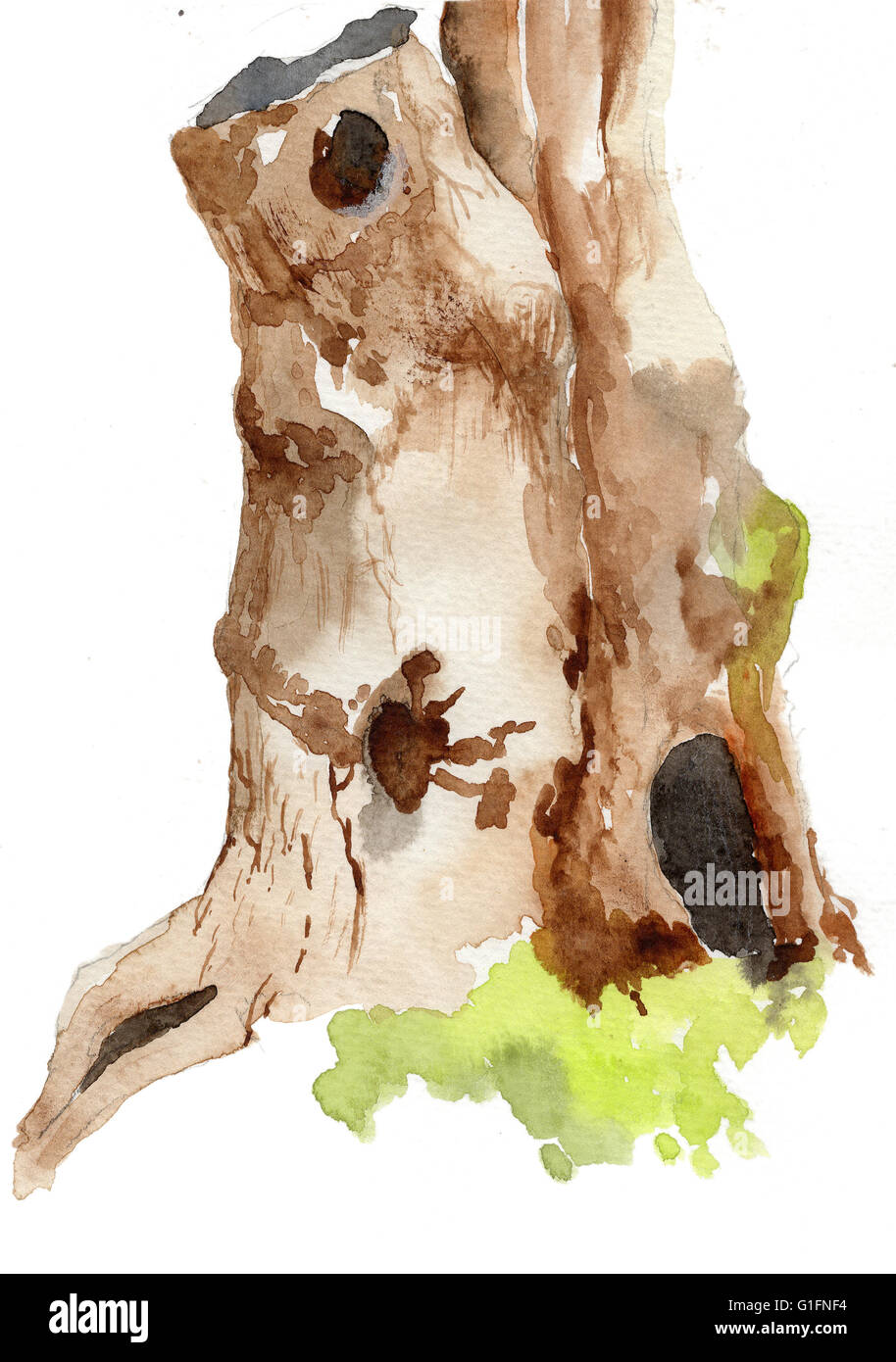watercolor painting of tree stump isolated on white background Stock ...