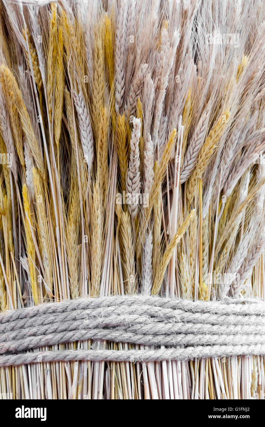 Wheat spikes tied with the organic rope Stock Photo - Alamy
