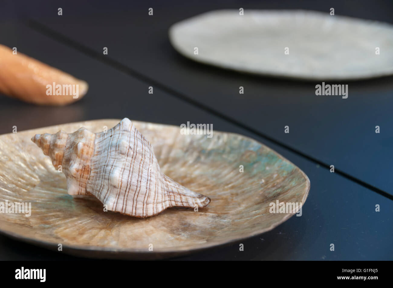 Cone snail shell hi-res stock photography and images - Alamy