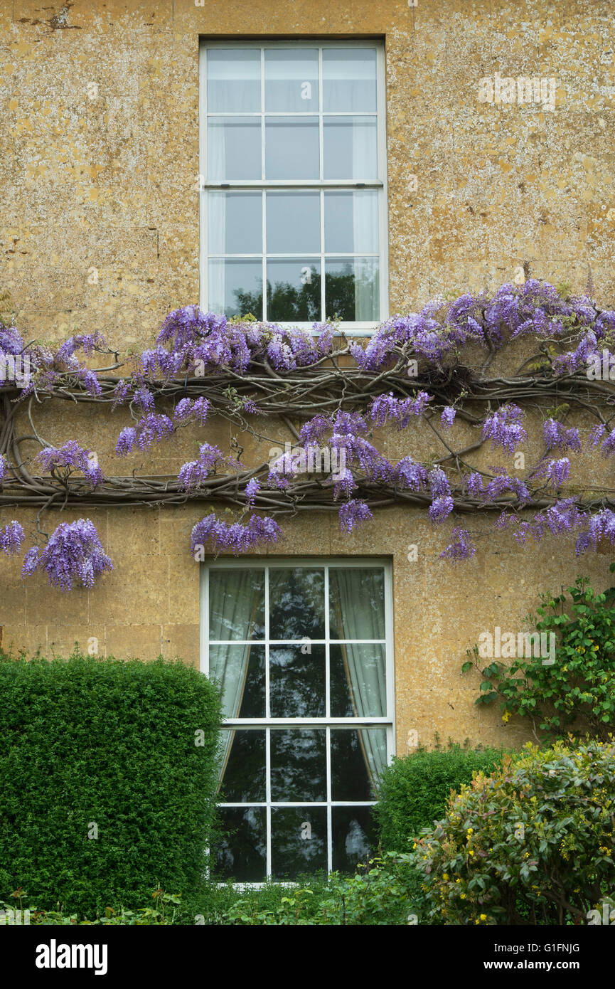 House covered in wisteria hi-res stock photography and images - Alamy