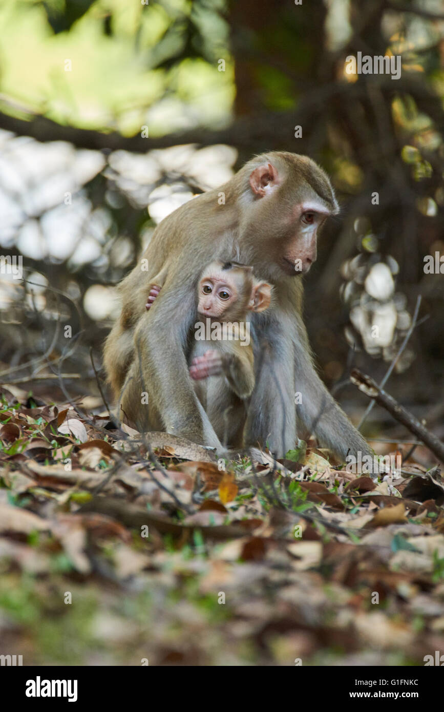 Female pig tailed macaque baby hi-res stock photography and images - Alamy