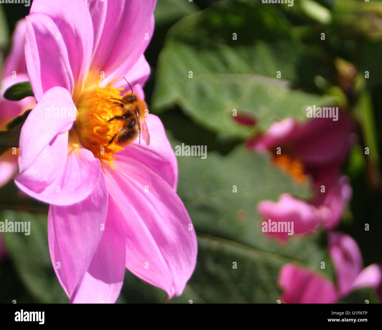 Flower and Bee Stock Photo - Alamy