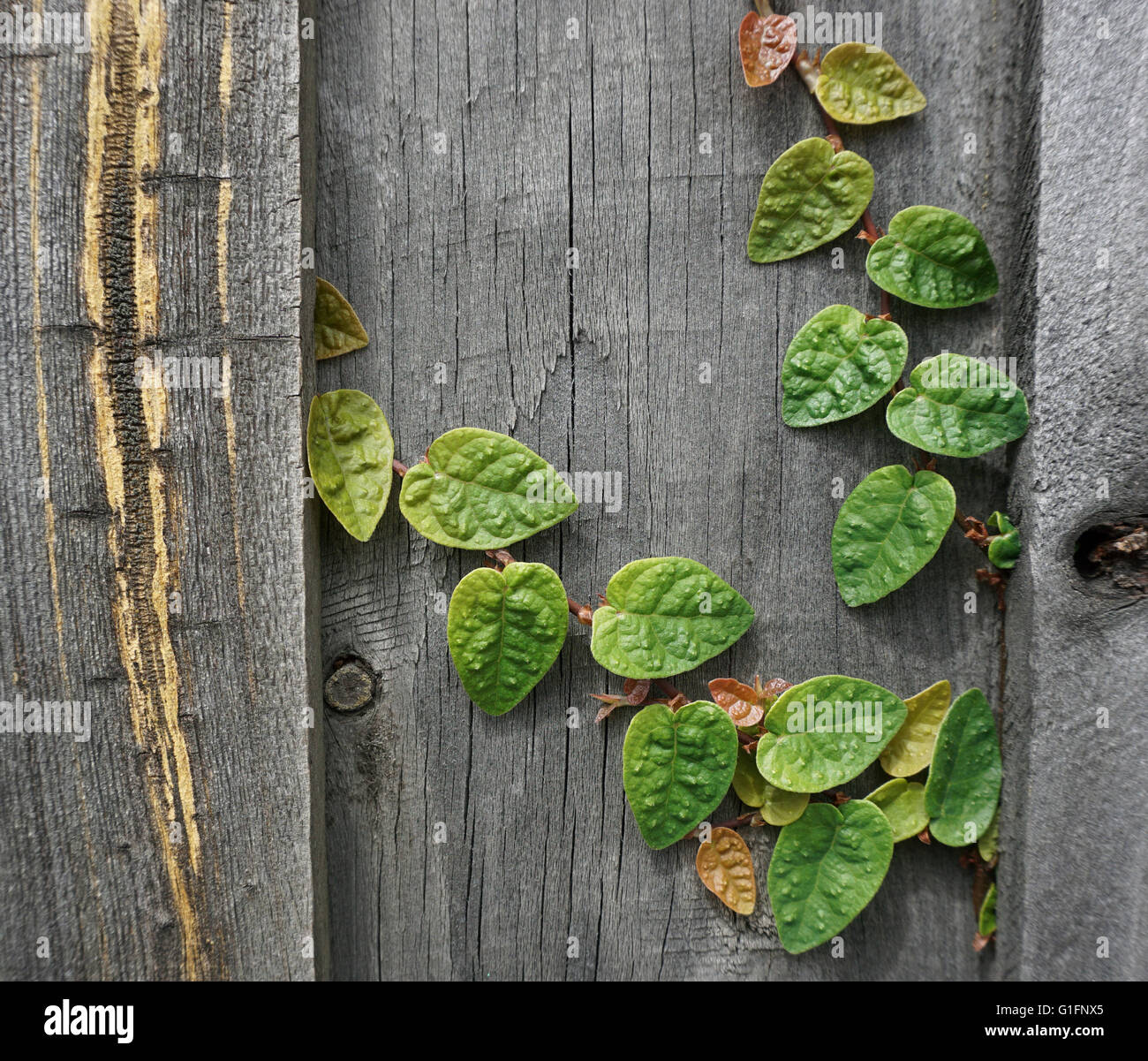 A climbing fig plant growing on a timber fence. Ficus pumila Stock ...