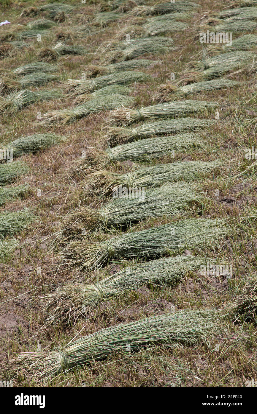 Rice bunch hi-res stock photography and images - Alamy