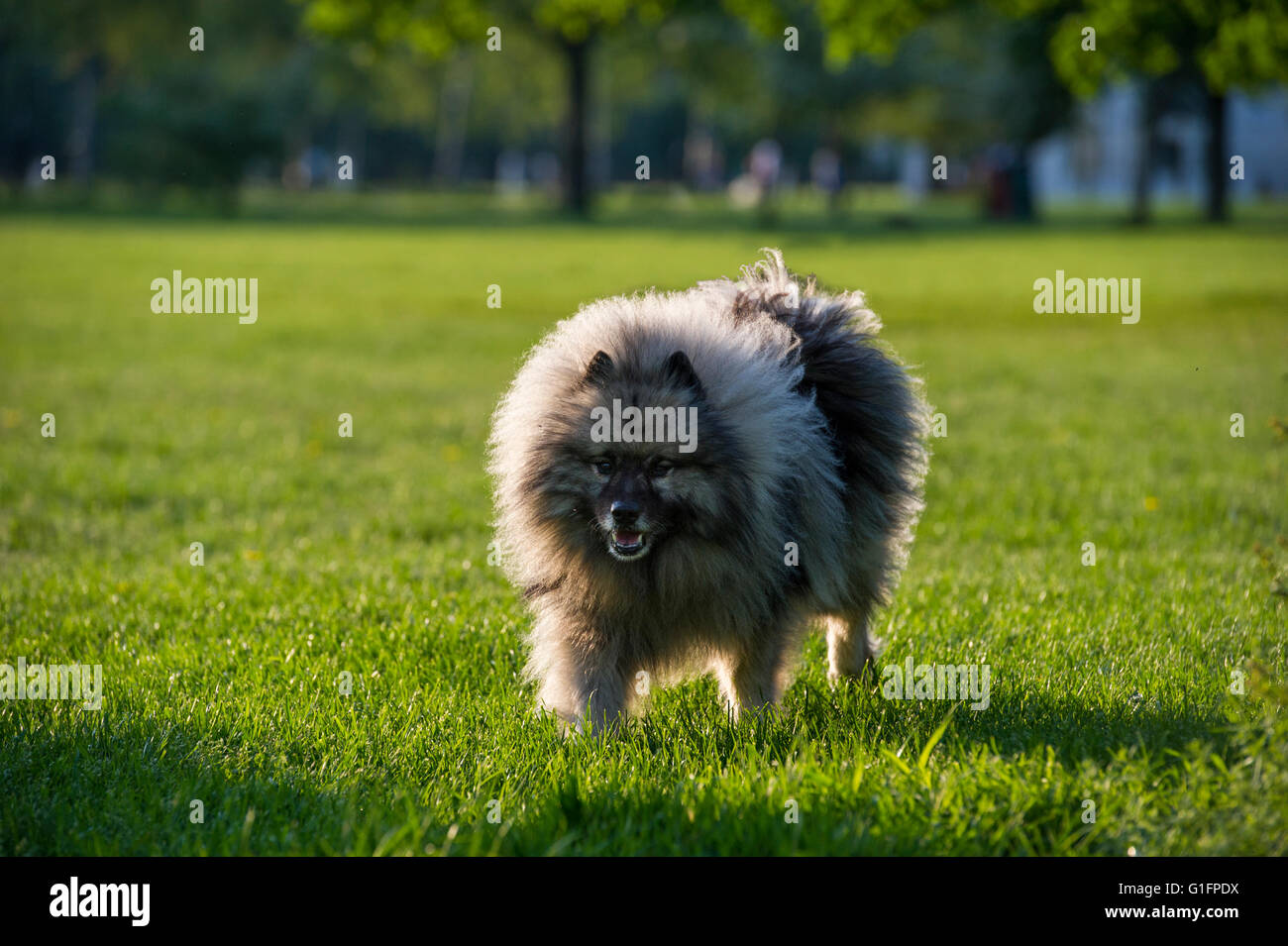 A Dutch Barge Dog in the sunshine Stock Photo - Alamy