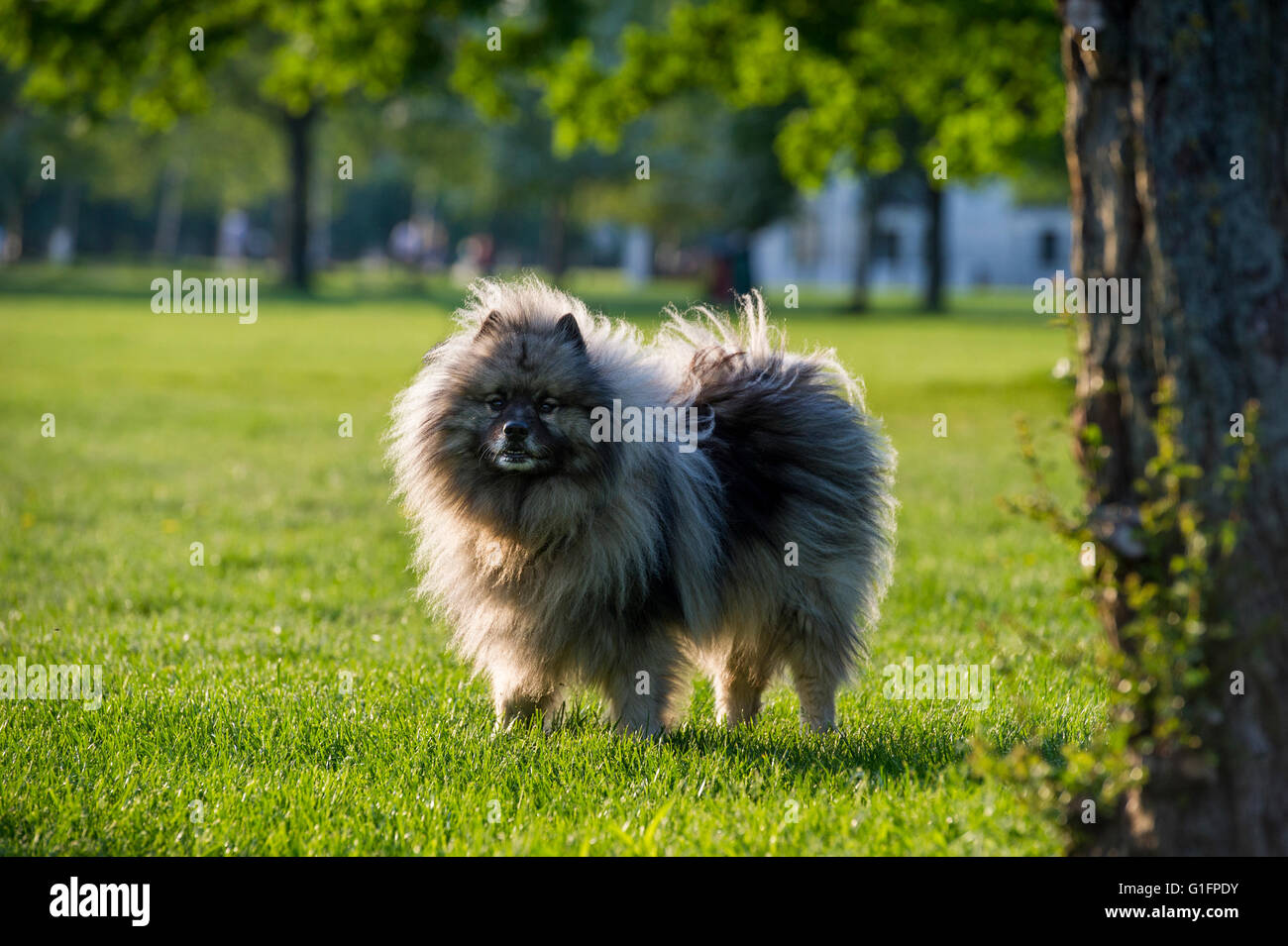 Curled dog tail hi-res stock photography and images - Alamy