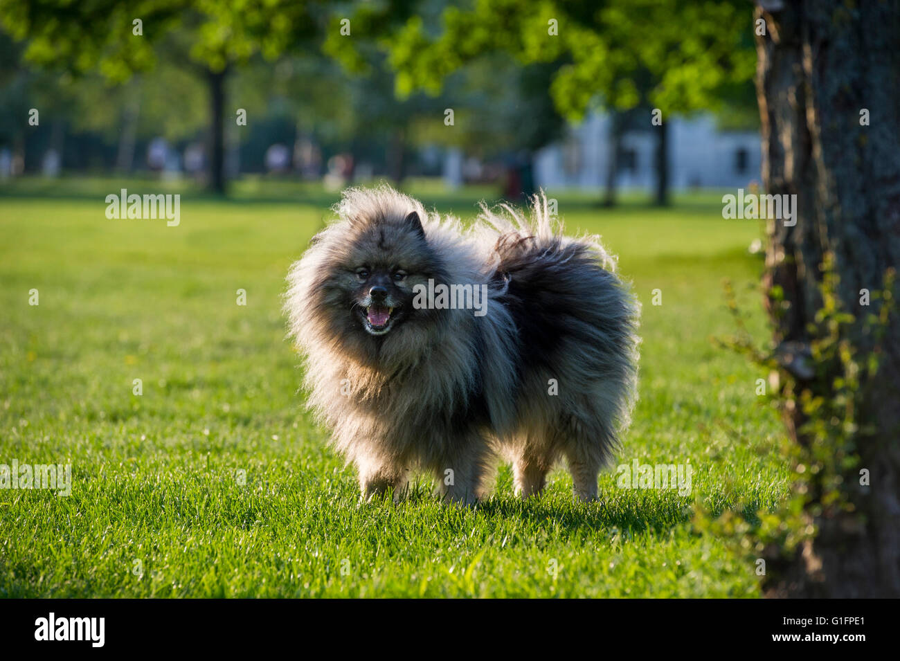 Dutch barge dog hi-res stock photography and images - Alamy
