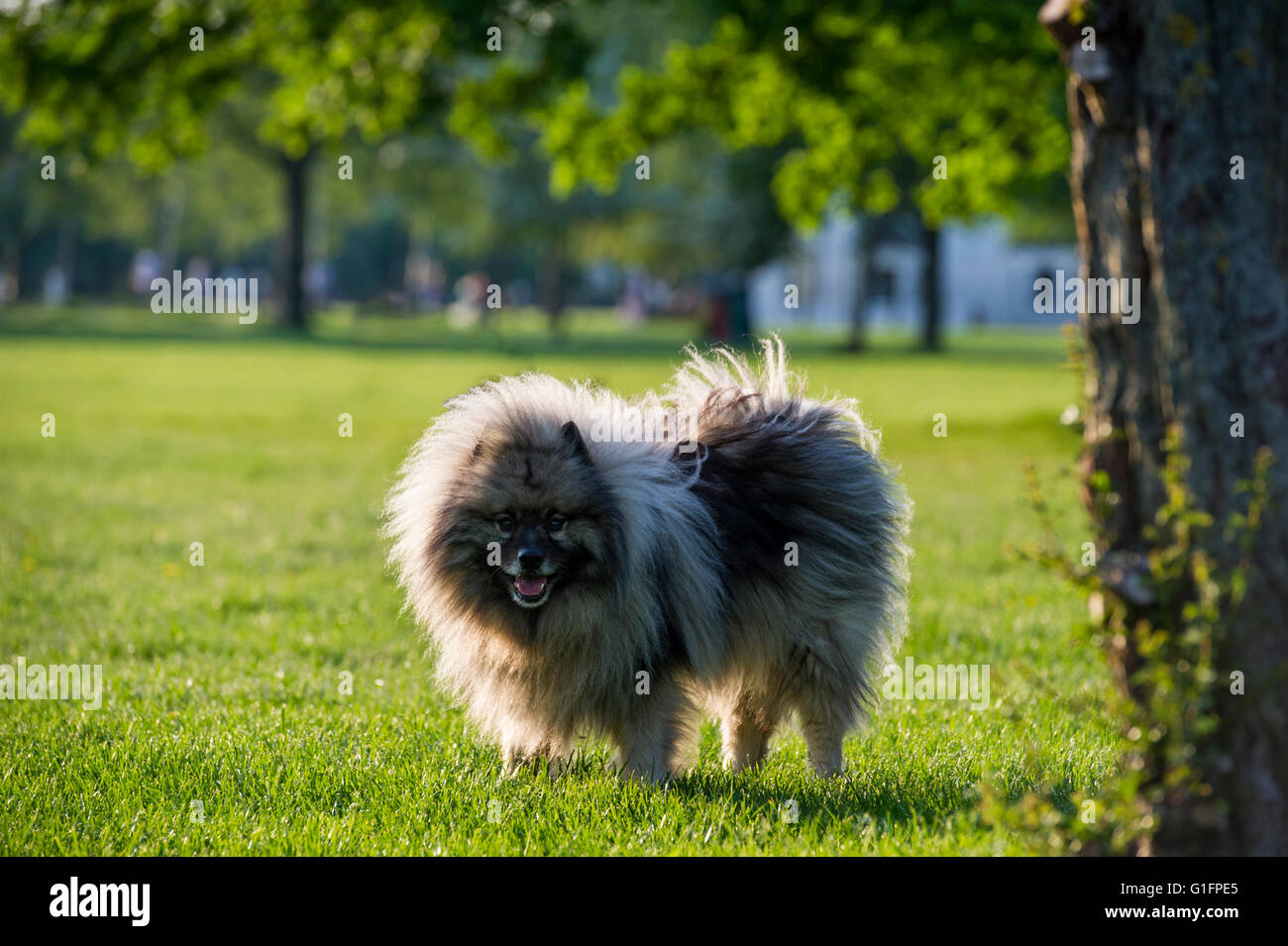 Dutch barge dog hi-res stock photography and images - Alamy