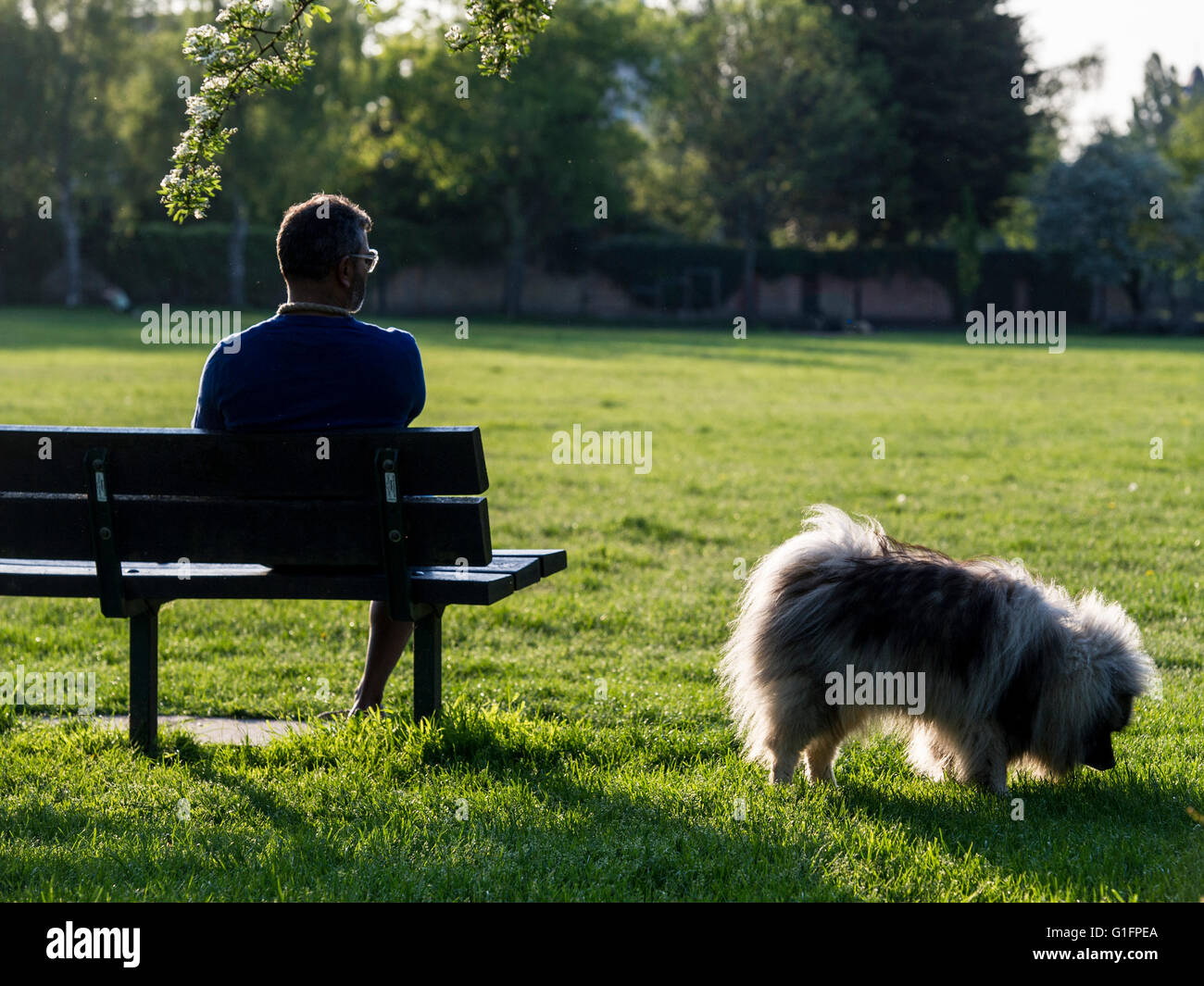 A Dutch Barge Dog in the sunshine Stock Photo - Alamy